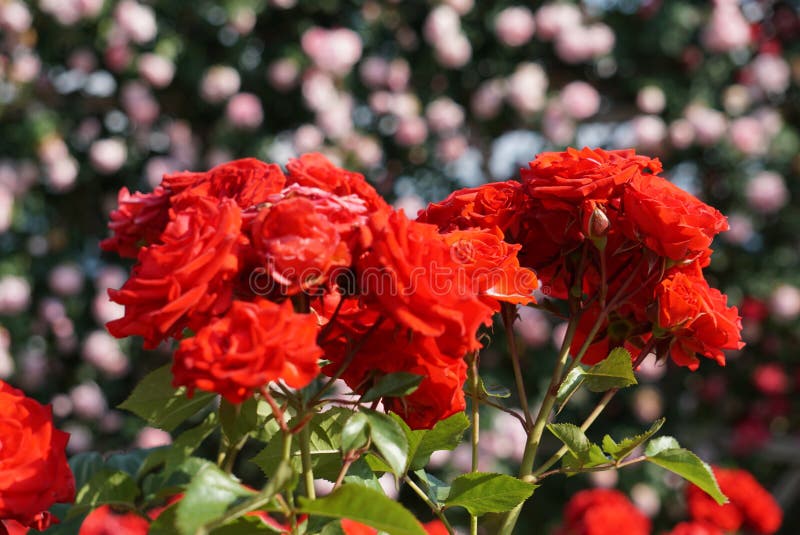 Red Roses are Bloom at the Garden Stock Image - Image of shrub, blossom ...