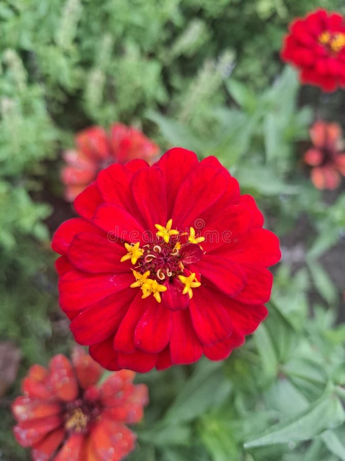 Red Roses Bloom in the Morning in the Yard Stock Photo - Image of yard ...