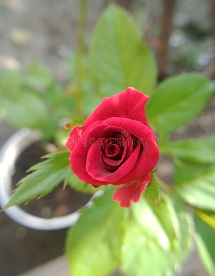 Red Roses Bloom Perfectly in the Morning Stock Photo - Image of focus ...