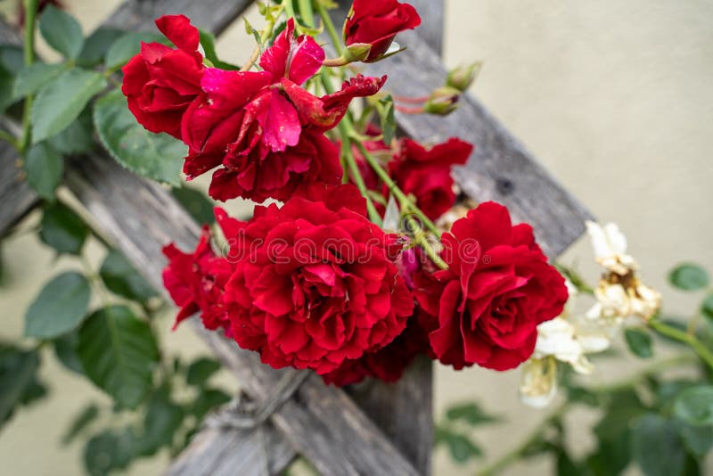 Red roses bloom stock photo. Image of garden, bloom - 230612622