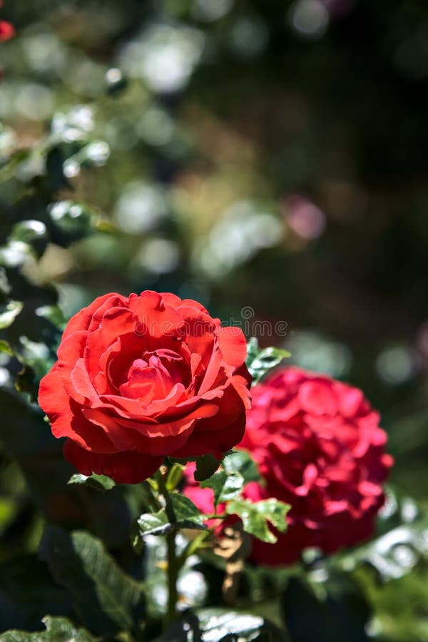 Red Roses in Bloom on a Sunny Day Seen Up Close Stock Photo - Image of ...