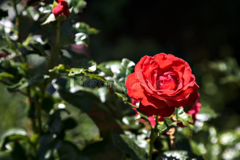 Red Roses in Bloom on a Sunny Day Seen Up Close Stock Image - Image of ...