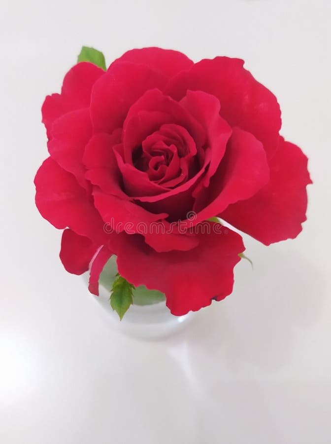 Red Roses Bloom Very Beautifully Stock Photo - Image of beautifully ...