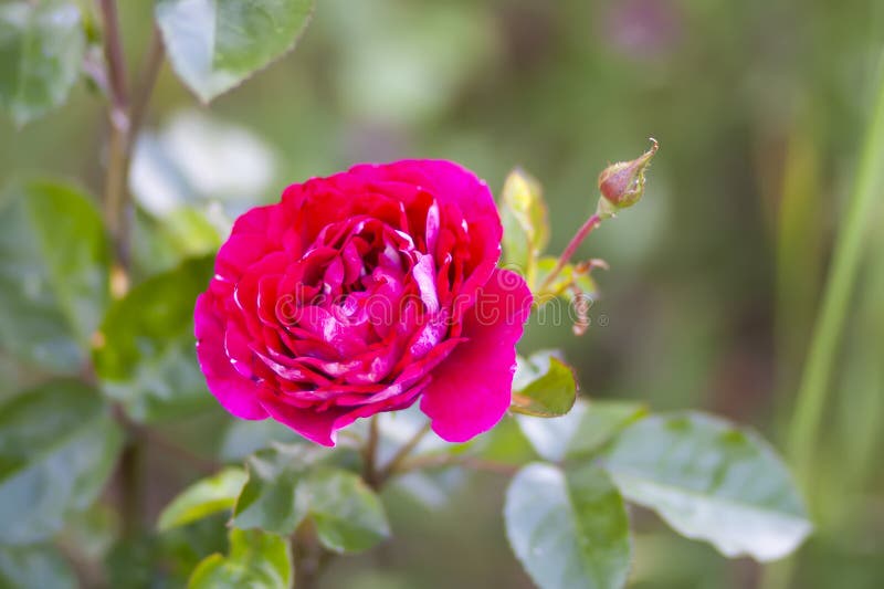 Red Roses Blooming in the Country Garden Stock Photo - Image of beauty ...