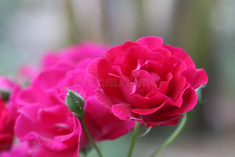 Red Roses Blooming in a Field Stock Photo - Image of brand, screenshot ...
