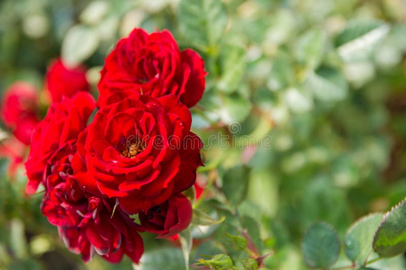 Red Roses Blooming in the Garden Stock Image - Image of beauty, leaf ...