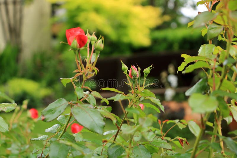 Red Roses Blooming in the Garden Stock Photo - Image of blossom, color ...
