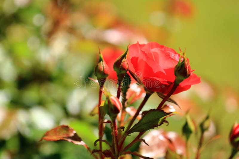 Red Roses Blooming in the Garden Stock Photo - Image of romantic ...