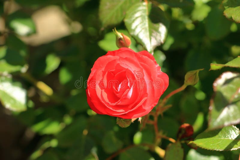 Red Roses Blooming in the Garden Stock Photo - Image of flower, spring ...