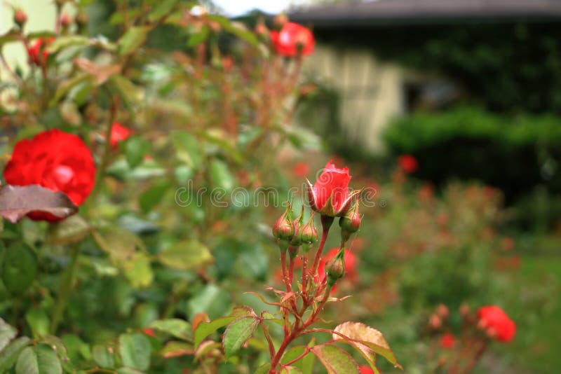 Red Roses Blooming in the Garden Stock Photo - Image of beauty, spring ...
