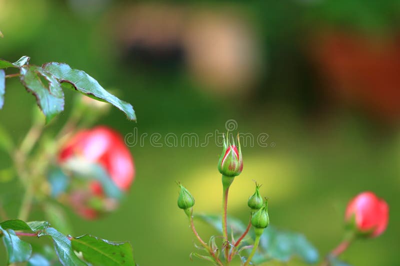 Red Roses Blooming in the Garden Stock Image - Image of beauty, closeup ...