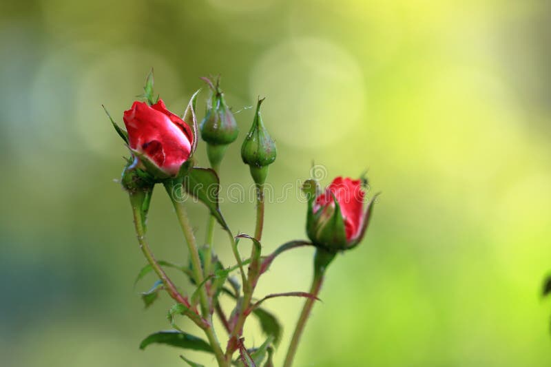 Red Roses Blooming in the Garden Stock Photo - Image of plant, flora ...