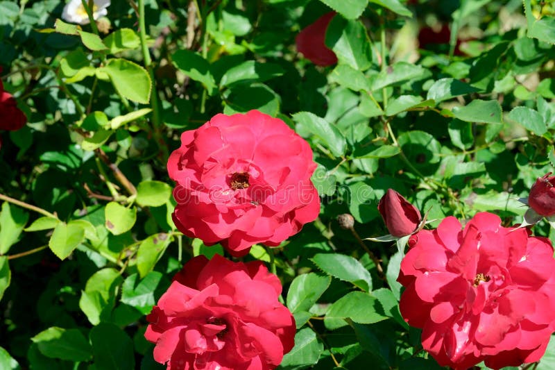 Red Roses Blooming in a Garden Stock Photo - Image of outdoors, summer ...