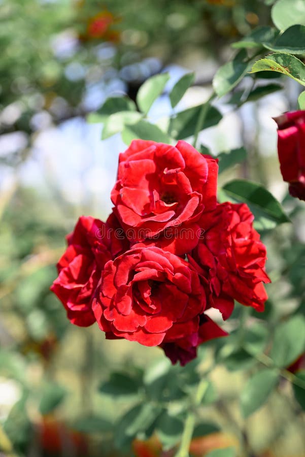 Red Roses Blooming in Ornamental Flower Garden Stock Image - Image of ...
