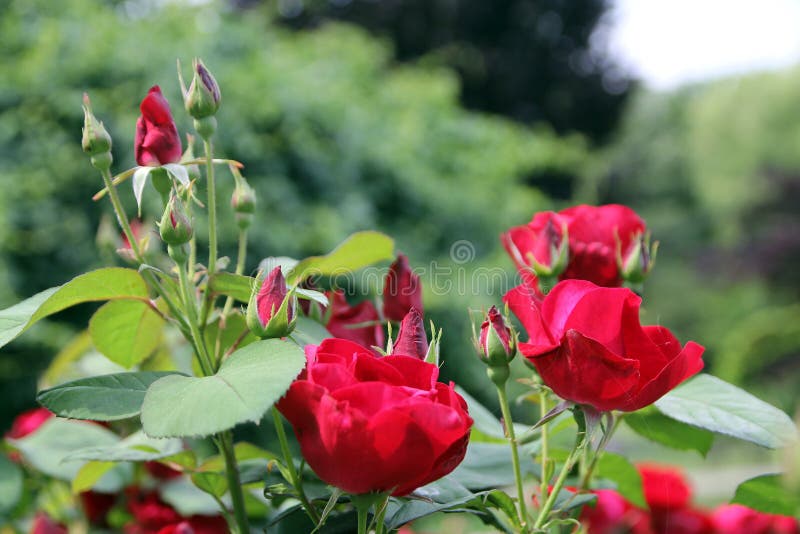 Red Roses stock image. Image of garden, plant, rose - 282136165
