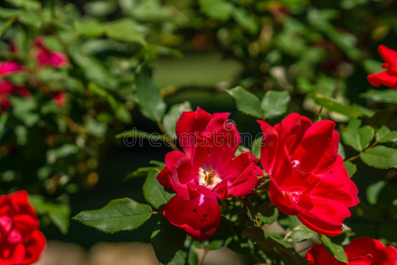 Red Roses Blooming in the Spring Time Stock Image - Image of gardening ...