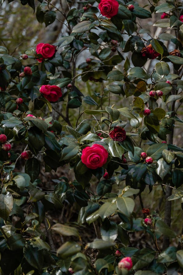Red Roses Blooming from a Tree Stock Photo - Image of blooming, green ...