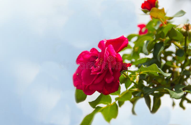 Red rose flower on tree. stock image. Image of roses - 128700075