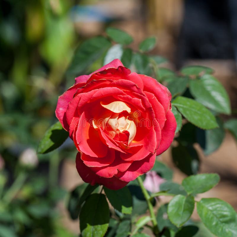 Red Roses are Blooming Very Ugly Look. Stock Image - Image of bush ...