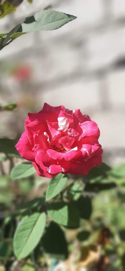Red Roses Blooming in the Yard Stock Image - Image of roses, yard ...