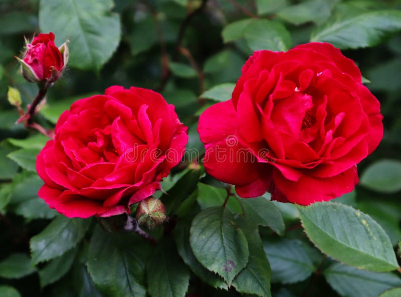 Red roses stock photo. Image of roses, bush, blossom - 149624362