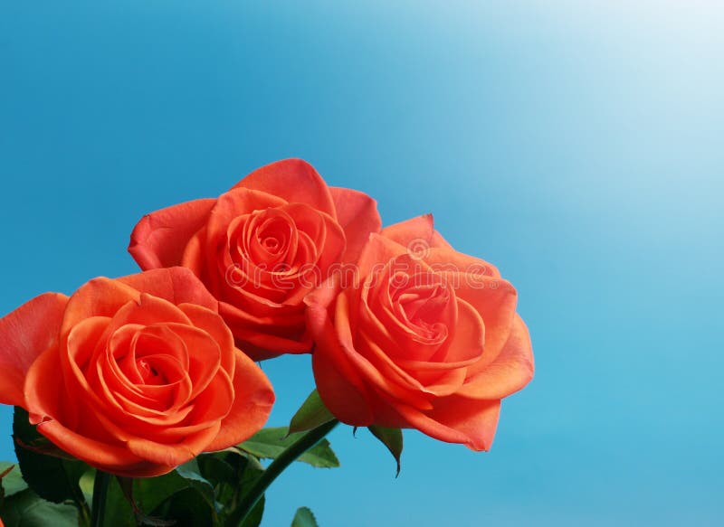 Red roses on blue stock photo. Image of bouquet, border - 11973862