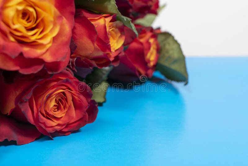 Red Roses on Blue Background with Copy Space Stock Image - Image of ...
