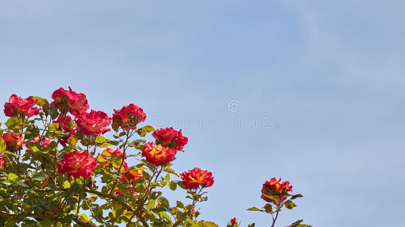 Red roses and blue sky stock image. Image of nature - 150167225