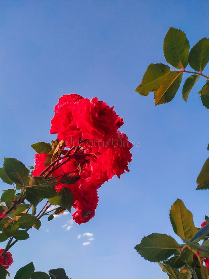 Red Roses on a Blue Sky Background Stock Photo - Image of wildflower ...