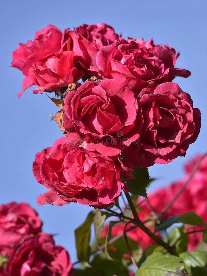 Red roses on blue sky stock photo. Image of season, rose - 79862324