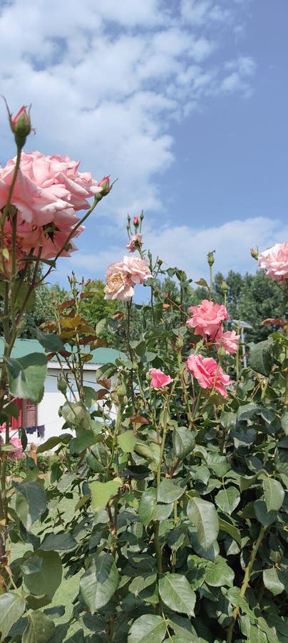 Red Roses and Blue Sky and Cloud Stock Image - Image of roses, cloud ...