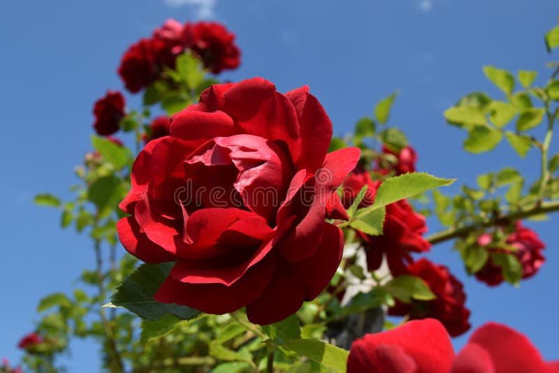 Red roses in a blue sky stock photo. Image of nature - 58581252