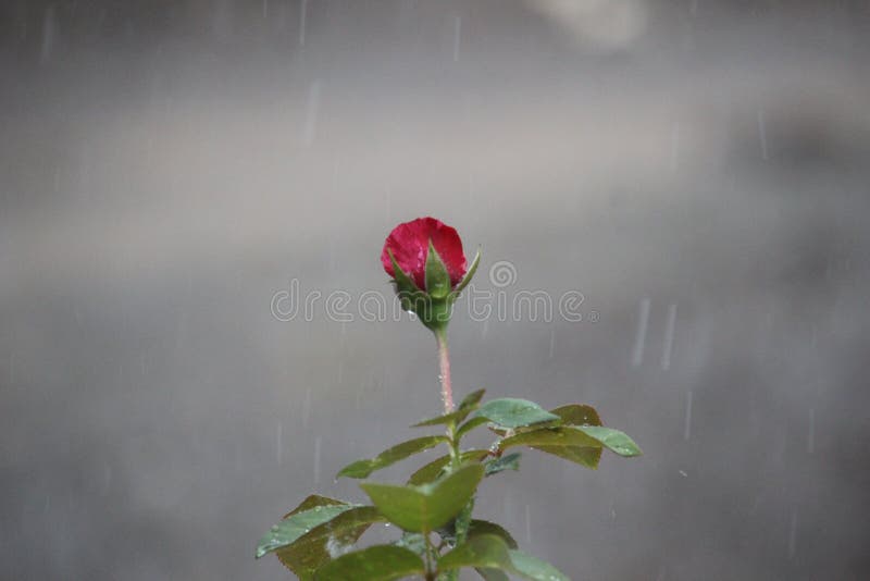 Red Roses with Blurry Rain Background Stock Photo - Image of beautiful ...