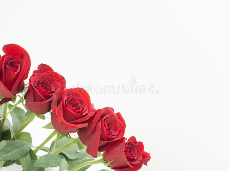 Red Roses on One Row from the Top Stock Image - Image of five, bouquet ...