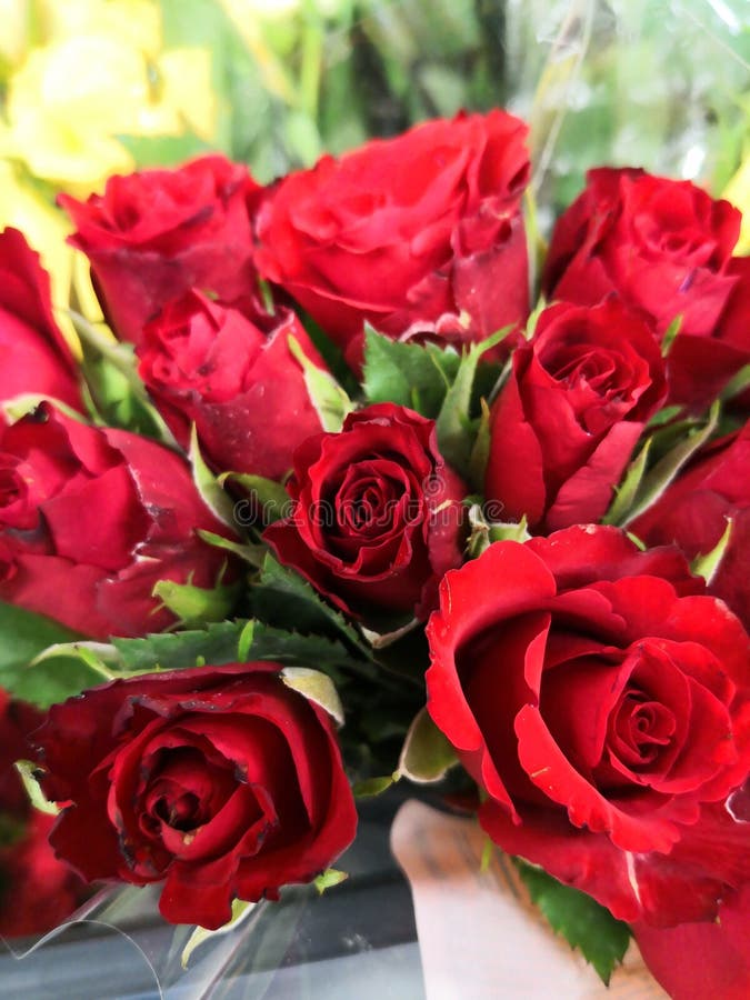 Red roses stock photo. Image of bouqet, nature, closeup - 135004426