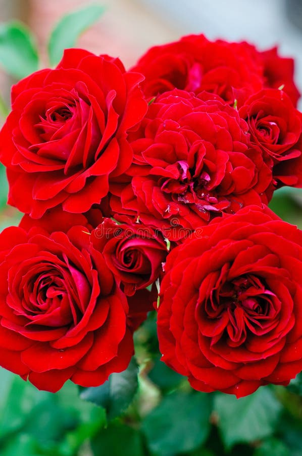 Red roses bouquet stock photo. Image of multiflora, roses - 25882092