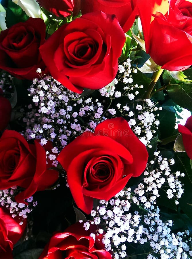 Red roses stock photo. Image of celibrate, breath, anniversary - 49345828