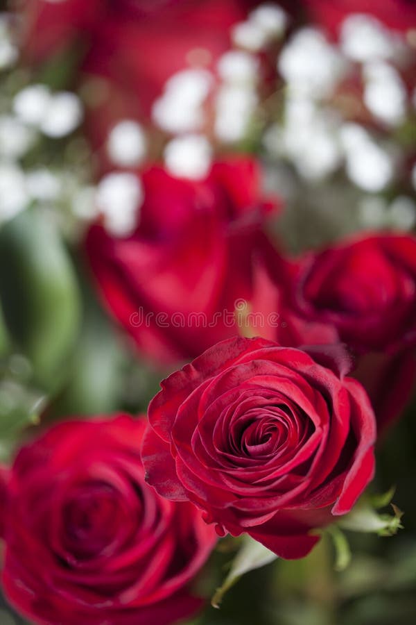 Red roses stock image. Image of flower, bright, roses - 90121179