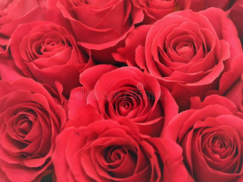 Red Roses in a Bouquet, Close Up. Stock Image - Image of elegant ...