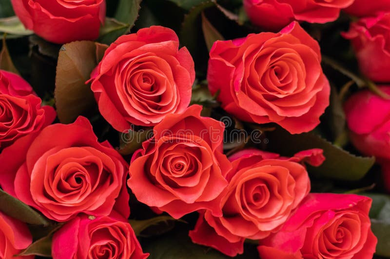 Red Roses. a Bouquet of Red Roses for Congratulating on the Holiday ...