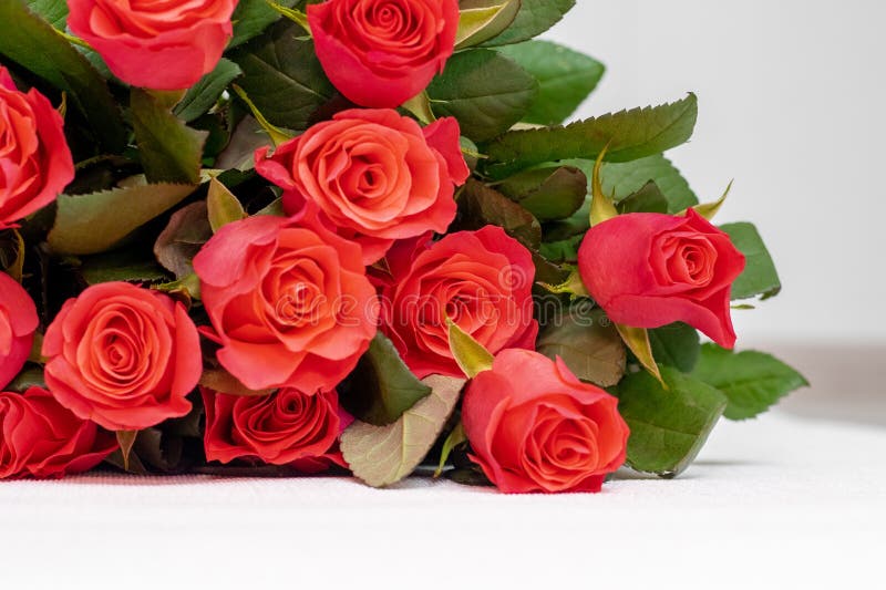 Red Roses. a Bouquet of Red Roses for Congratulating on the Holiday ...