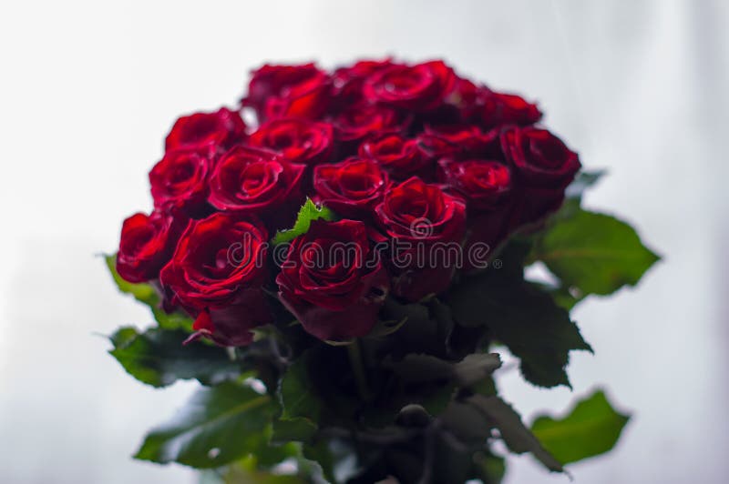 20 red roses bouquet stock image. Image of gift, pleasure - 45244055