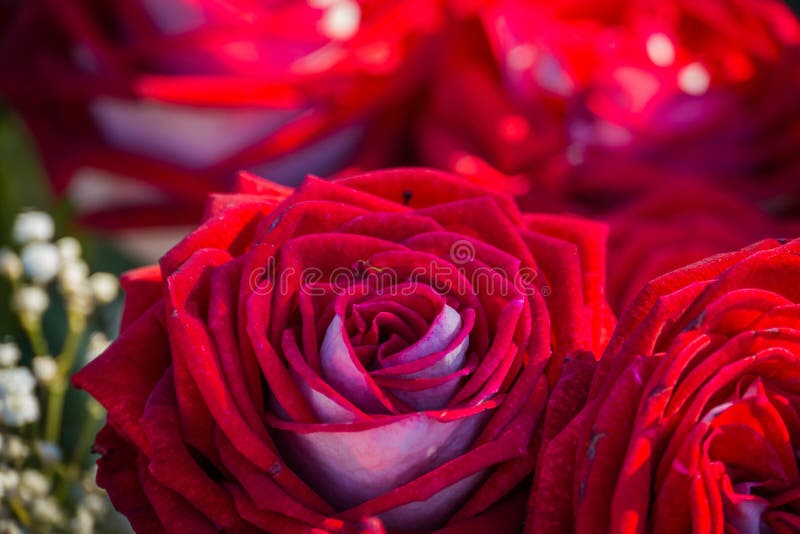Red roses bouquet stock photo. Image of group, nature - 170745550