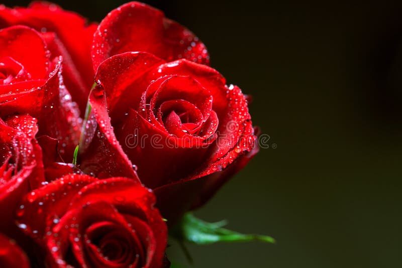 Romantic Greeting Card of Red Rose Against Black and White Roses Stock ...