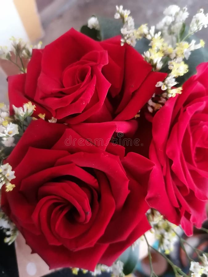 Red roses stock image. Image of bouquet, centrepiece - 252516255