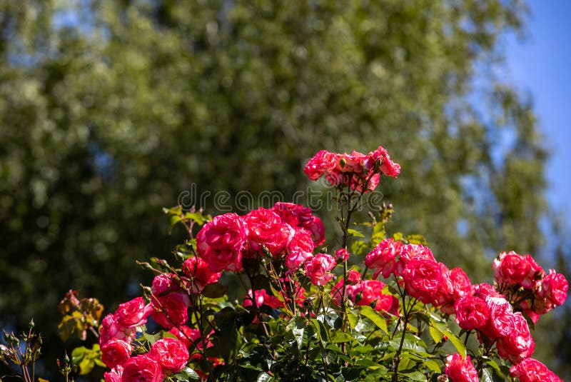 Red Roses on the Branch in the Garden. Stock Photo - Image of bush ...