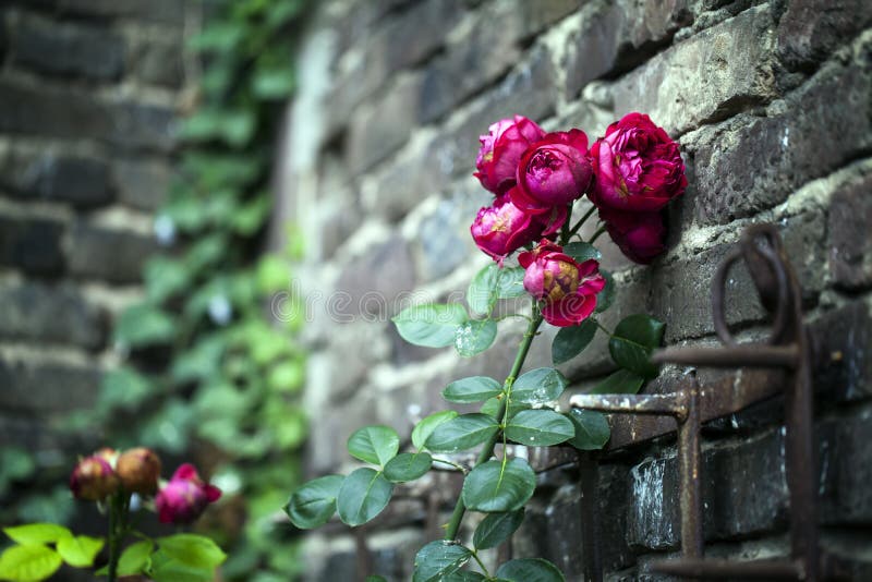 Red Roses and Brick Wall stock photo. Image of antique - 44467762
