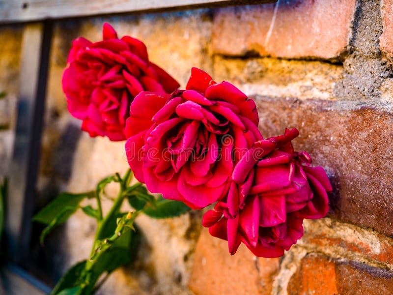 Red roses on brick wall stock photo. Image of floret - 121524812