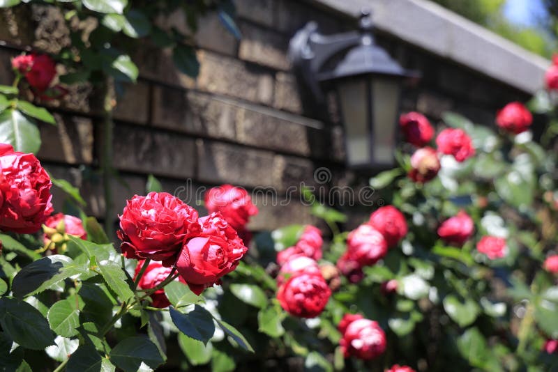 Red roses and bricks wall stock photo. Image of blue - 219245068