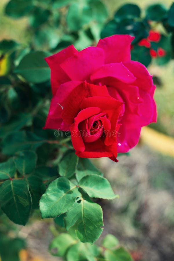 Red Roses with Bright Yellow Centre Stock Image - Image of petal ...